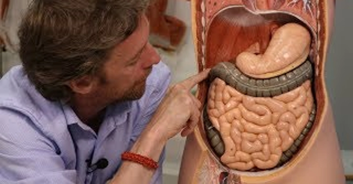 Free Online Course by FutureLearn: Anatomy: Know Your Abdomen