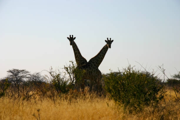 Viewbug's A ViewBug Logo Photo Contest with Prizes Worth of $1000