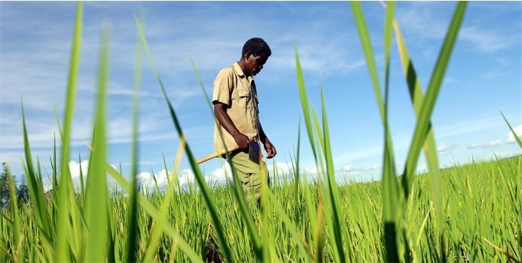 Agrobiodiversity Innovation Challenge with USD 5,000 Grant from Eatgrowsave