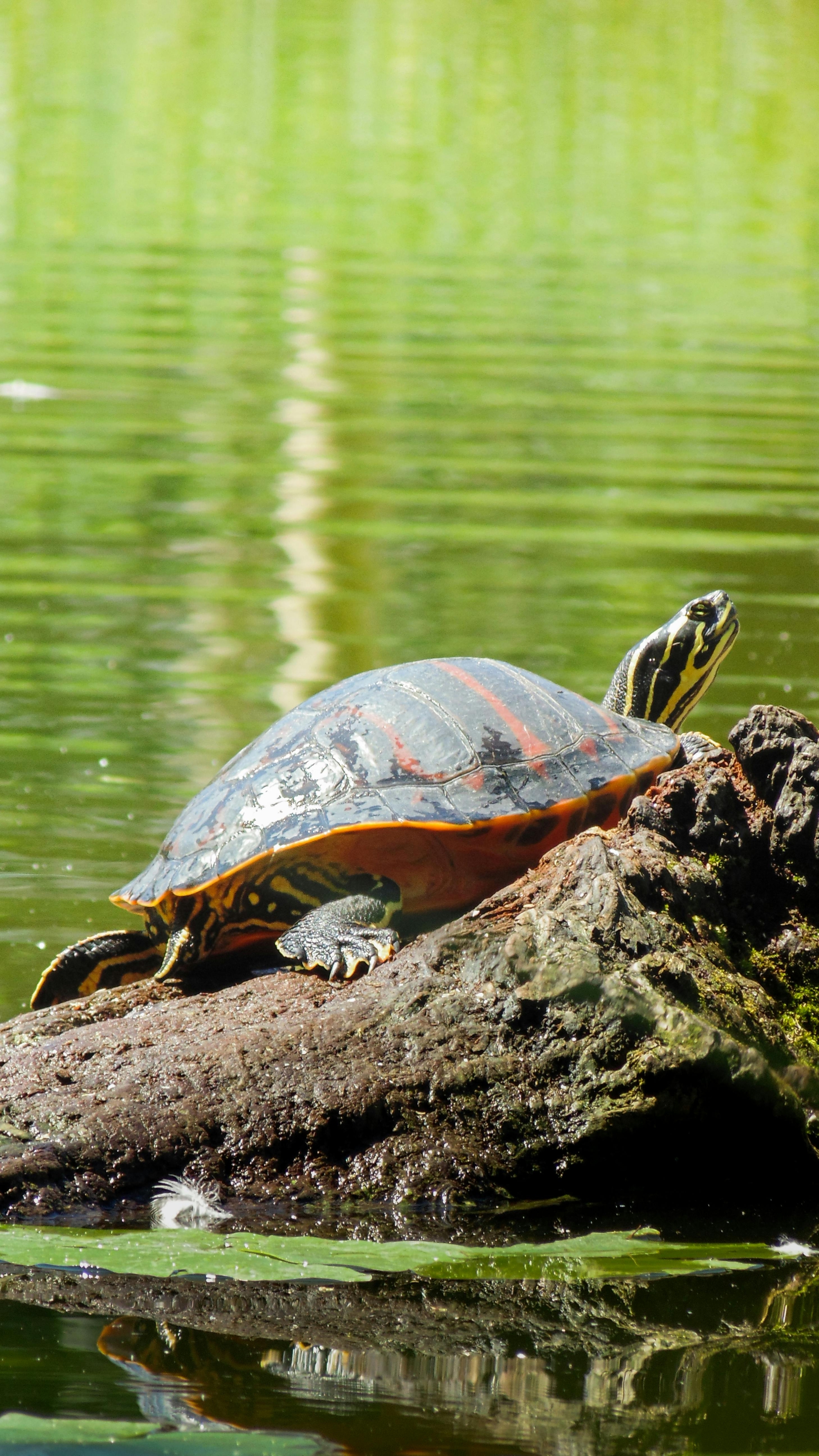 Sea Turtle Conservation Volunteering Opportunity in Greece 2026