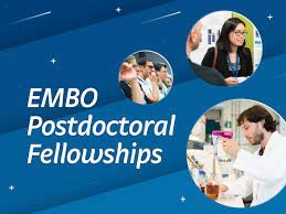 Fully Funded Postdoctoral Fellowships in Science from EMBO